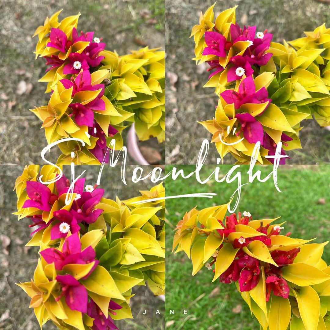 Moonlight jewel - Go Green