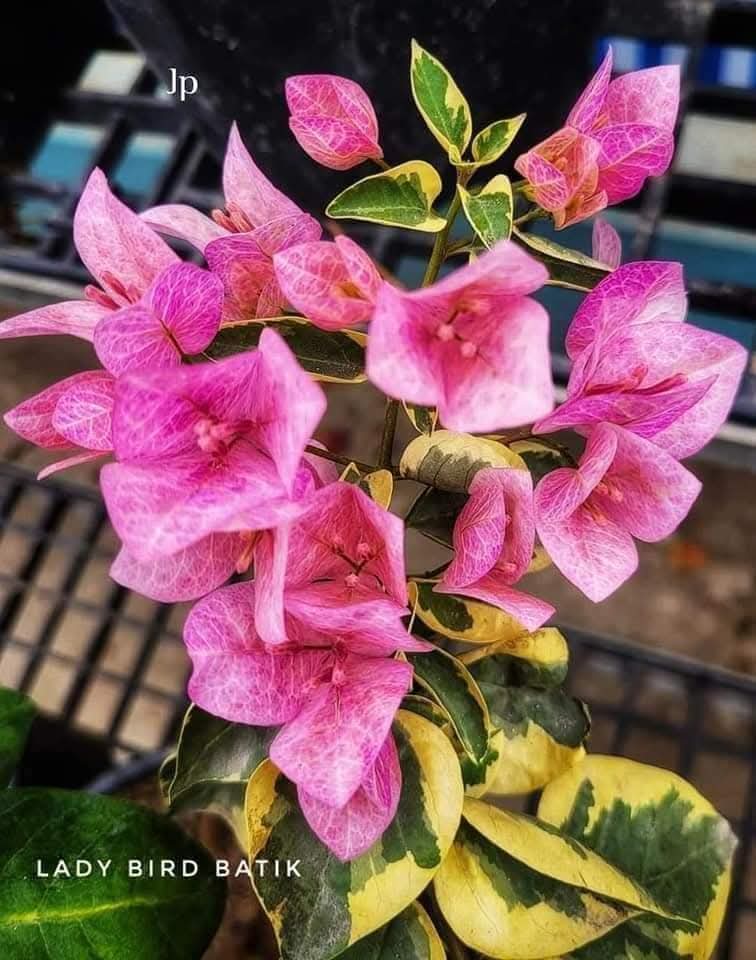 LADYBIRD BATIK - Go Green