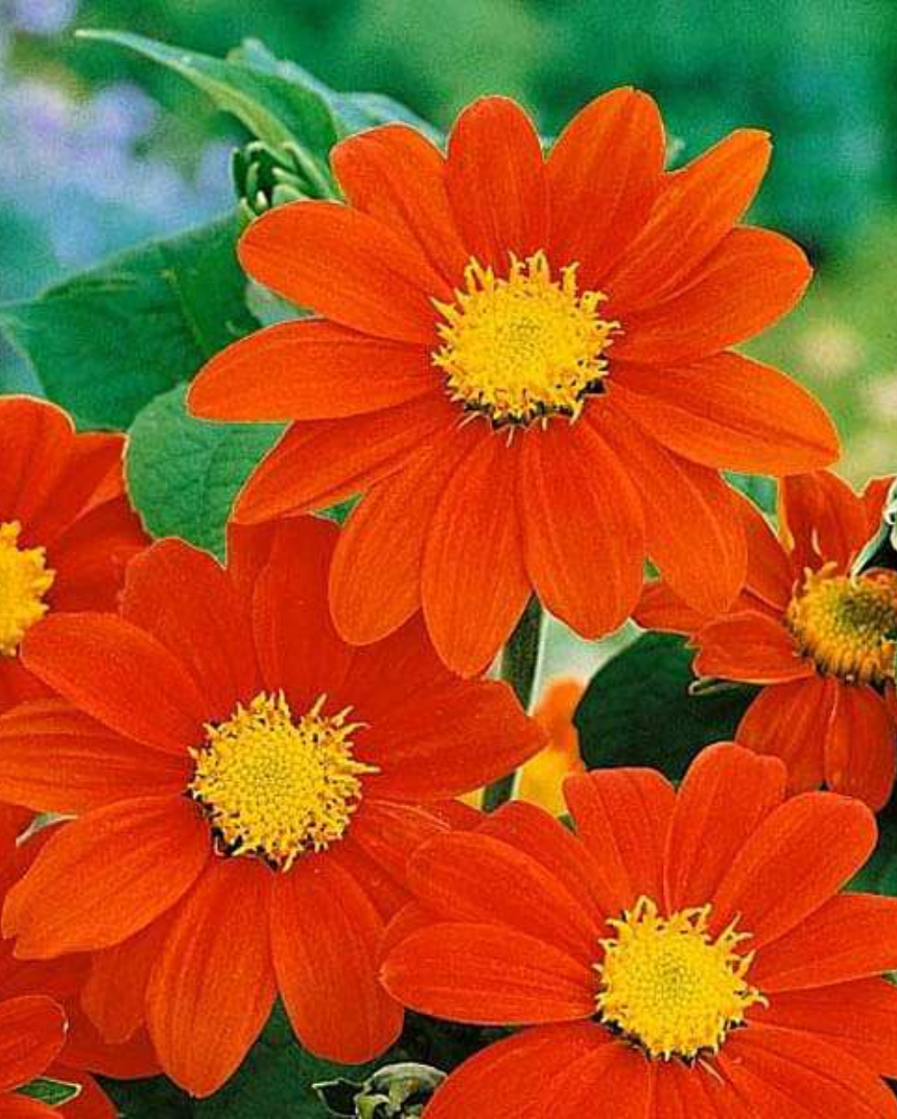 Buy Tithonia Torch Red Flower Seeds Online at Best Price in Delhi