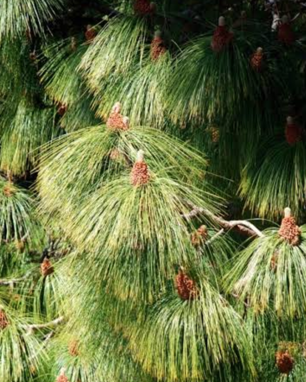 Pinus Roxburghii (Cheer / Pine) Plant Online Delivery in Delhi NCR