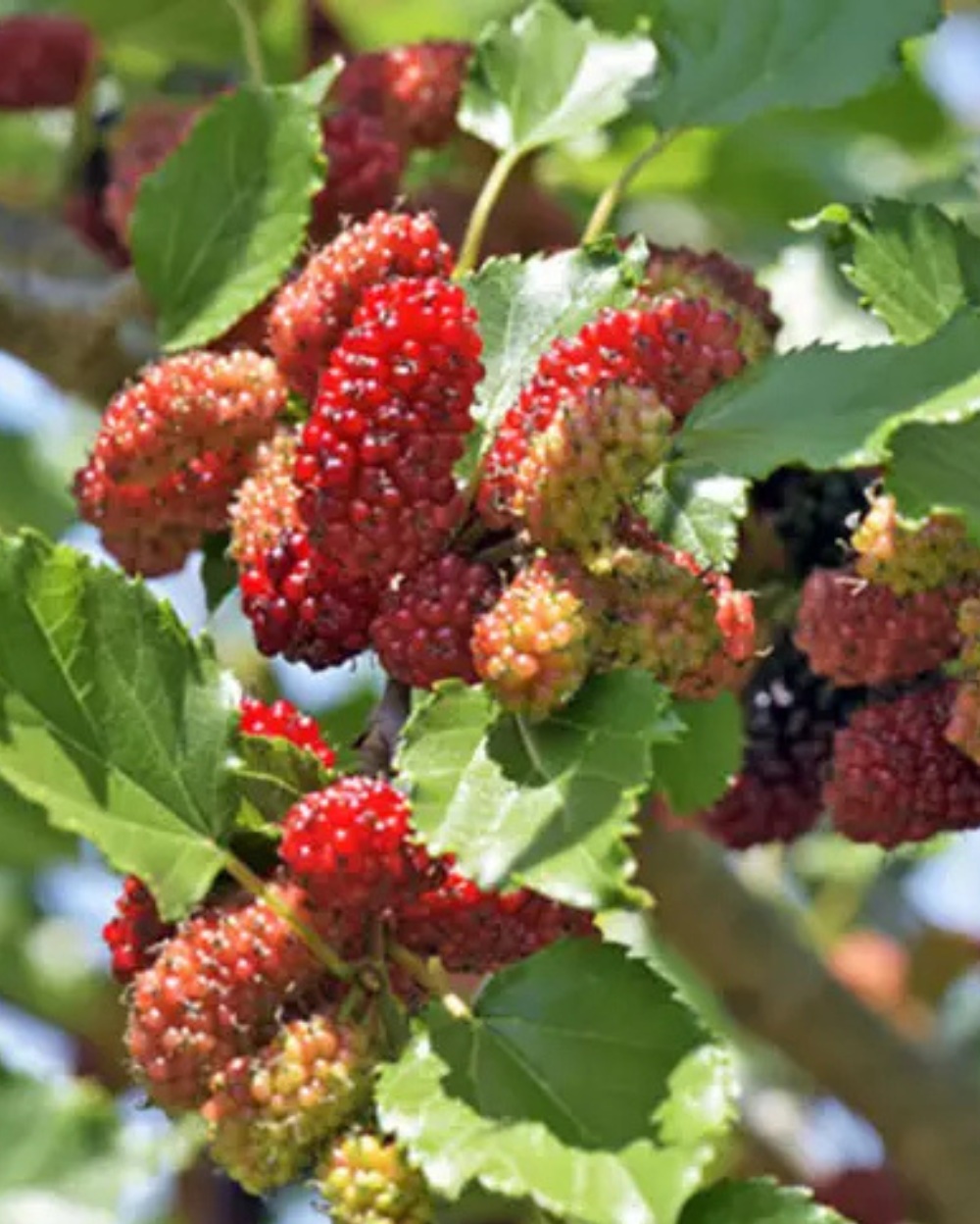 Buy Shahtoot (Mulberry, Morus alba) Fruit Plant Online with Home Delivery
