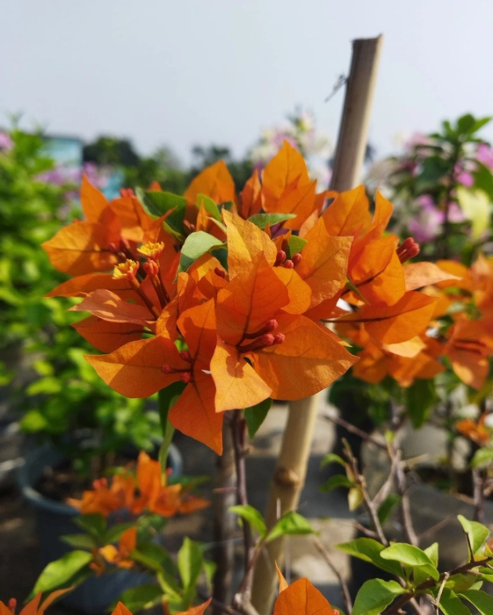 Bougainvillea Plant, Paper Flower Plant, बोगेनविलिया का पौधा, Flowering ...