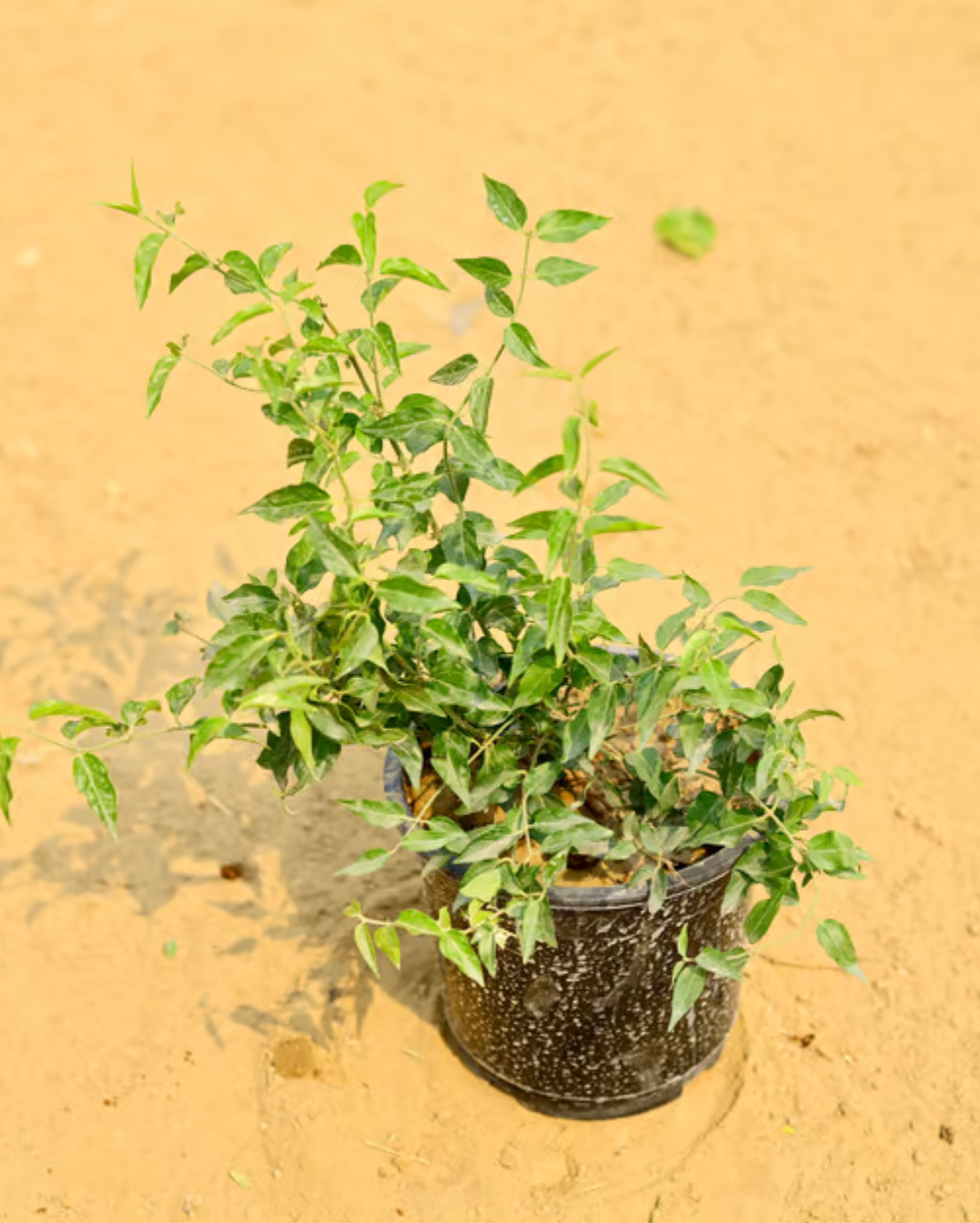 Juhi Plant, जूही का पौधा, Indian Jasmine, Needle Flower Jasmine, Jui ...