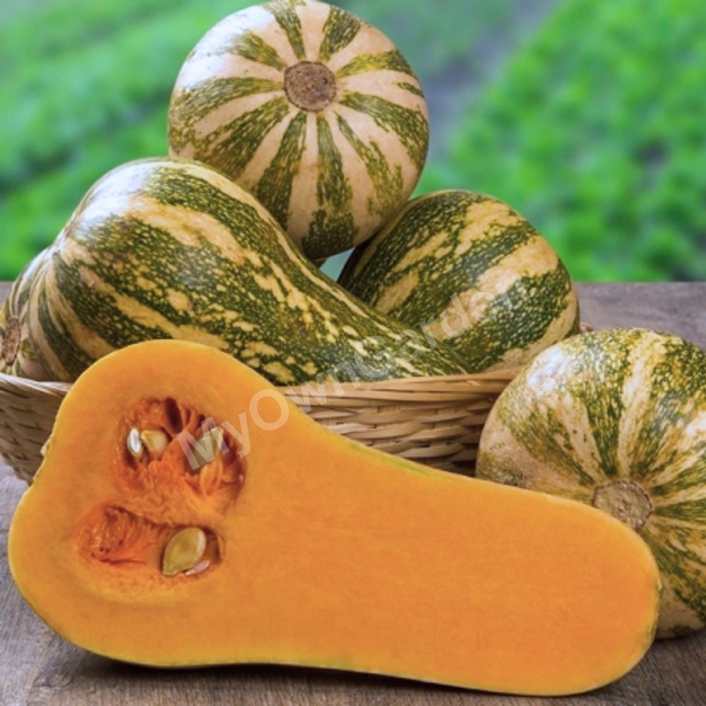 Premium F1 Hybrid Butternut - High Yielding & Disease Resistant