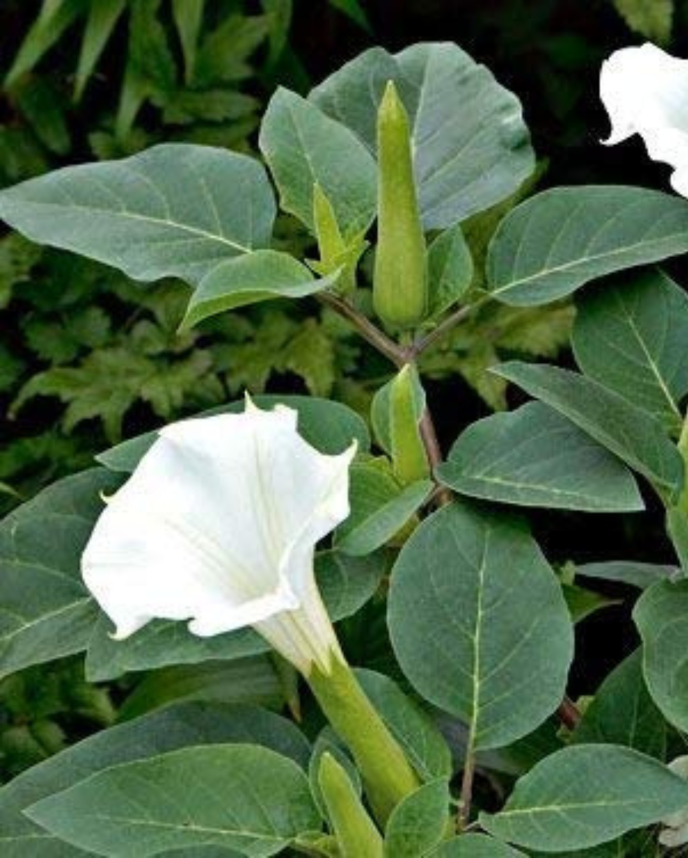 Buy Datura Plant Online in Delhi | White Dhatura Medicinal Plants, Herb ...