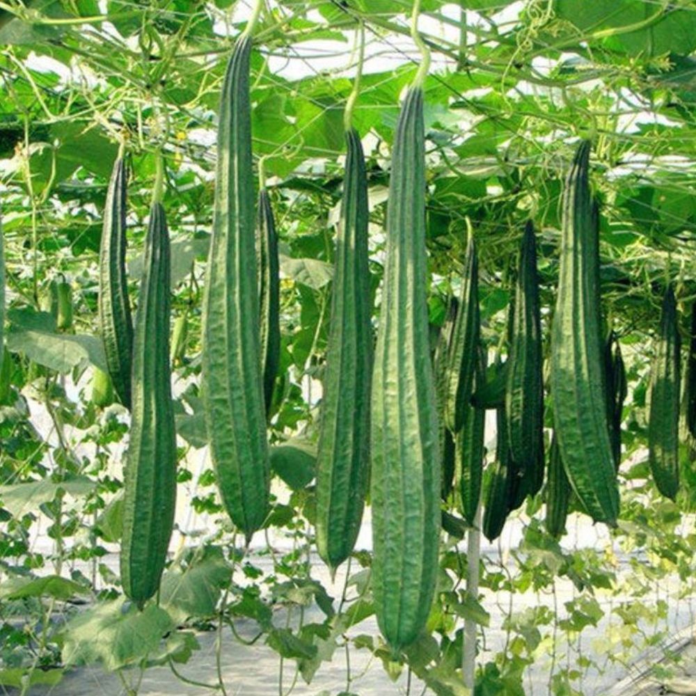 Ridge Gourd