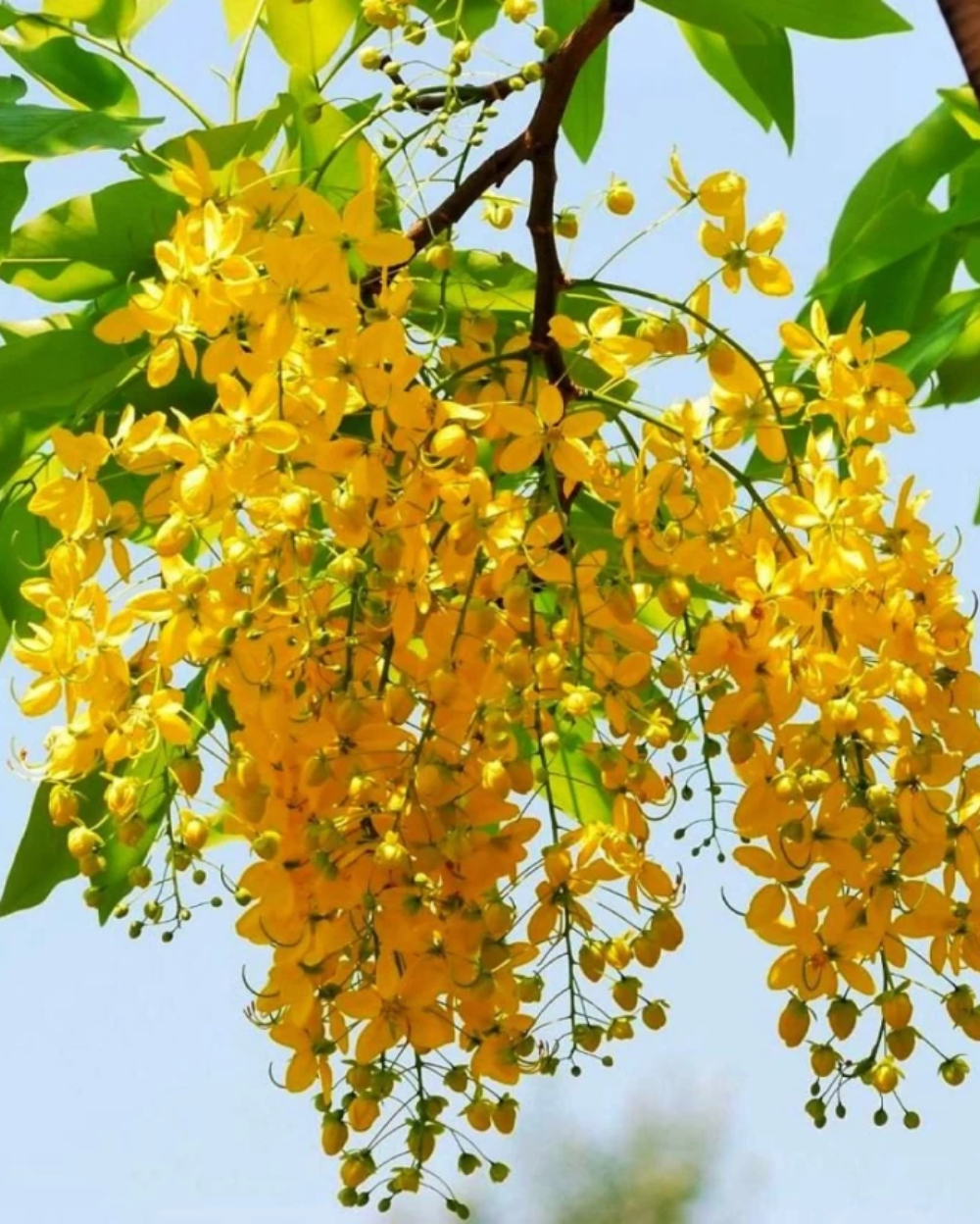 Amaltas Tree, Golden Shower Plant, Indian Laburnum Tree, Cassia Fistula, गोल्डन शावर का पौधा ...