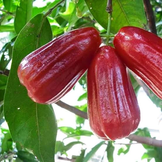 Rose Apple - Red Exotic Jamrul Plant - Go Green