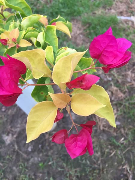 MOONLIGHT RED - Go Green