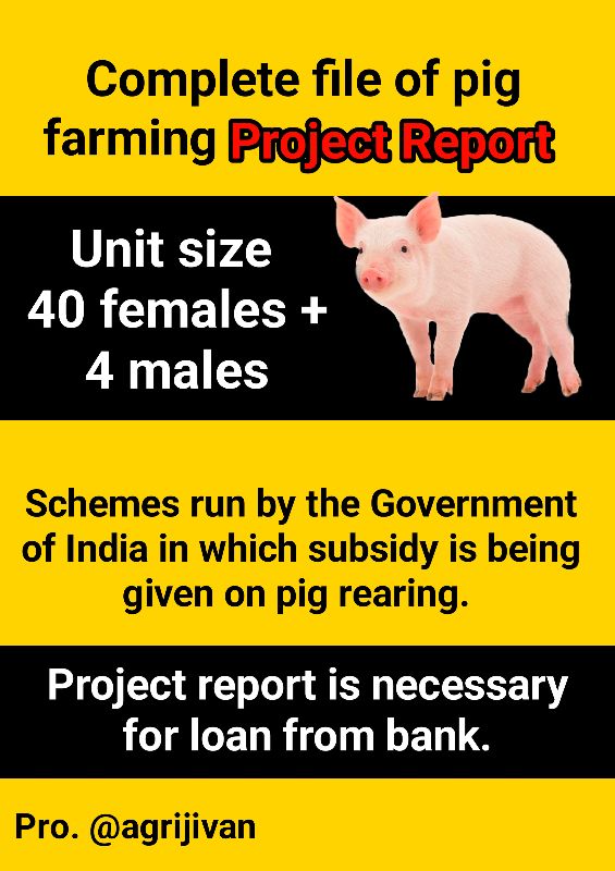 Buy ( 40 Female + 4 Male ) Pig Farming Project Report In English ...