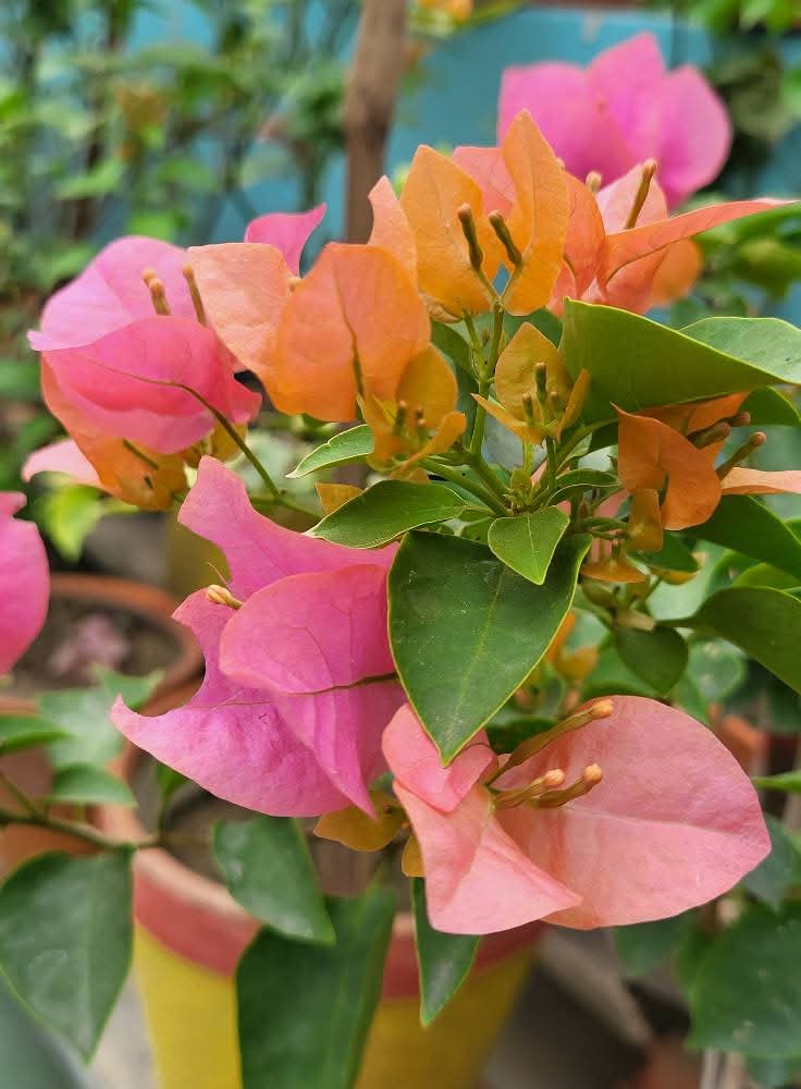 Jaya (Rooted) - Go Green