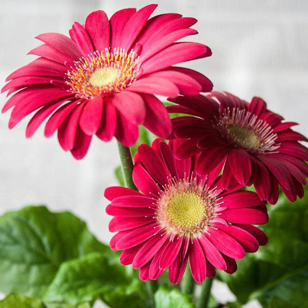 Gerbera Plants Online in Delhi