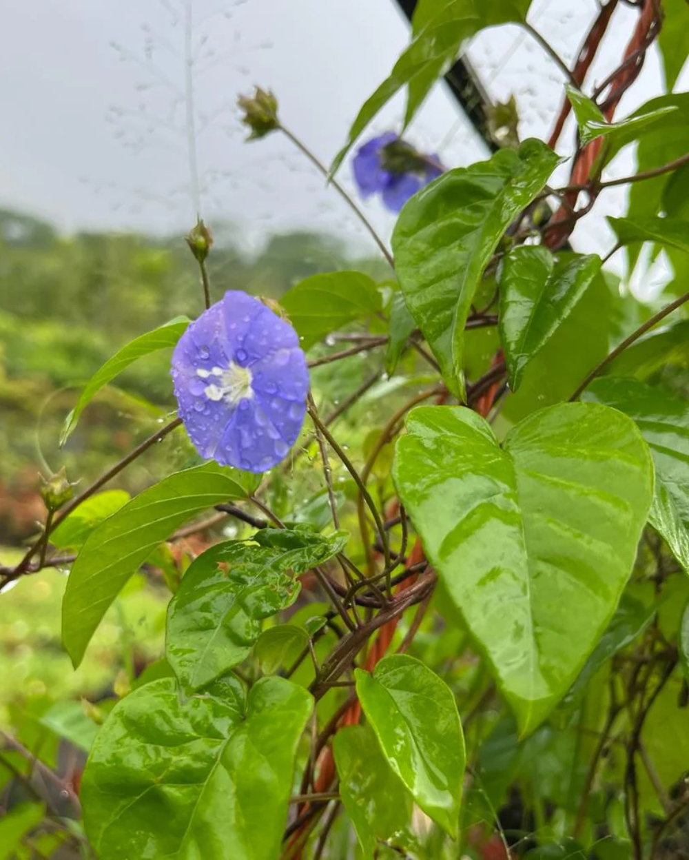 Sky Blue Cluster Vine Plant, स्काई ब्लू क्लस्टर वाइन का पौधा, Flowering ...