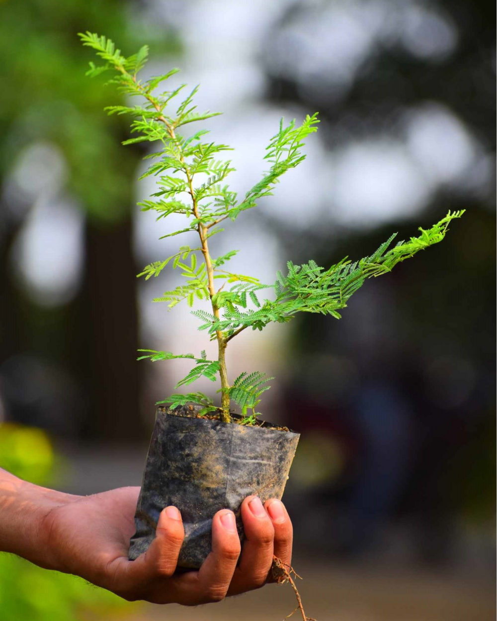 Buy Shami Plant (Khejri Tree) Online with Home Delivery