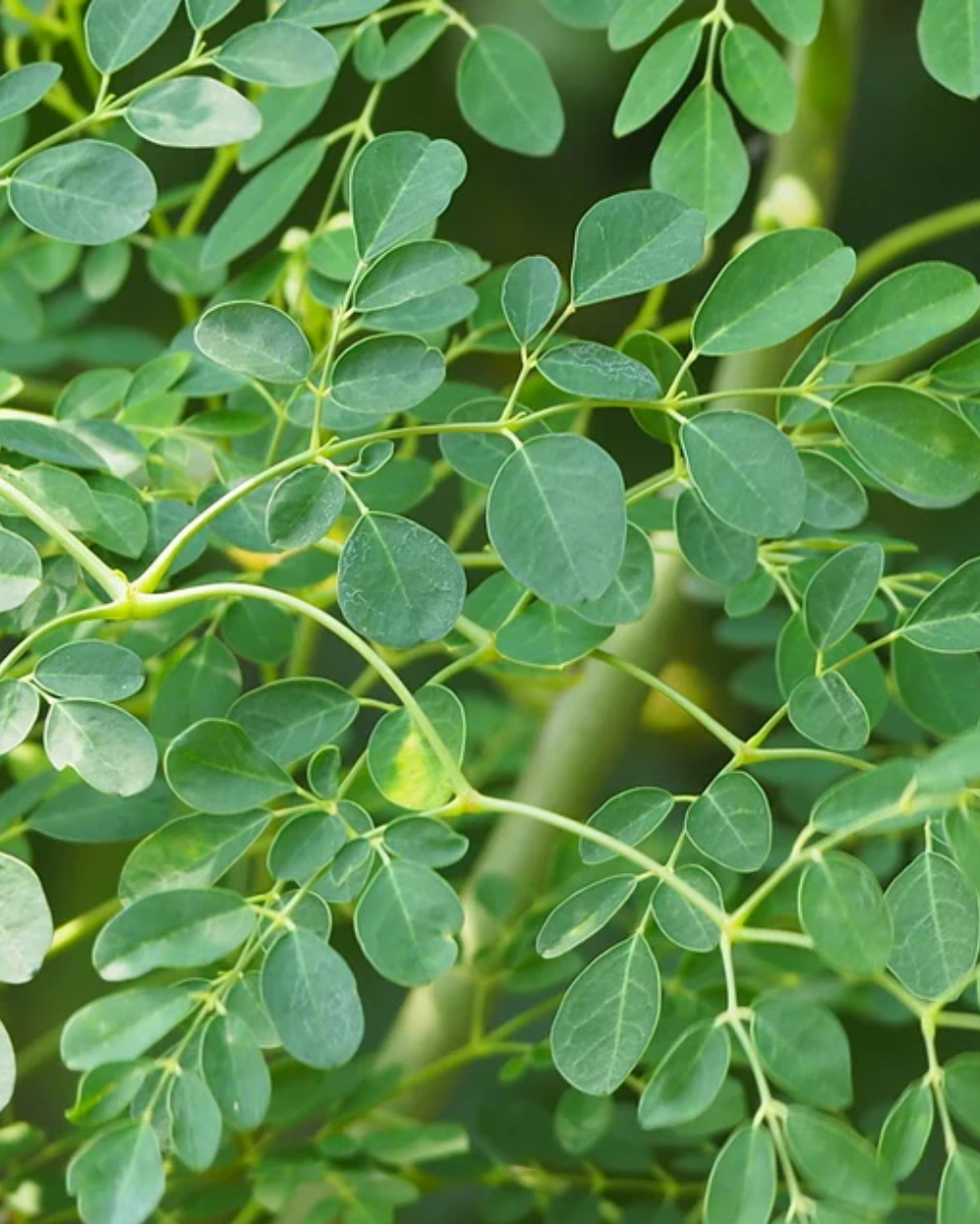 Drumstick Plant (Moringa, Muringa Tree, Sahjan) Online in Delhi
