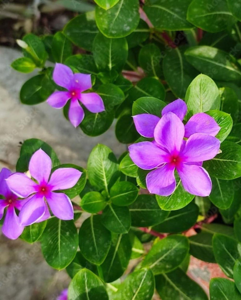 Vinca Plant, Periwinkle Flower (Pink Color), Nayantara, विंका सदाबहार ...