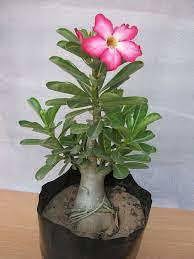 Adenium champa - Shivani Wholesale
