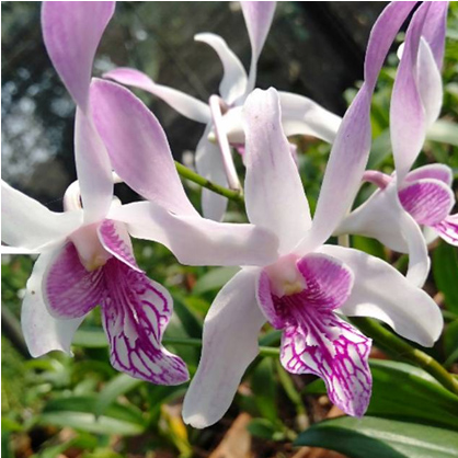 Dendrobium Caesar Warawan #61 - Go Green