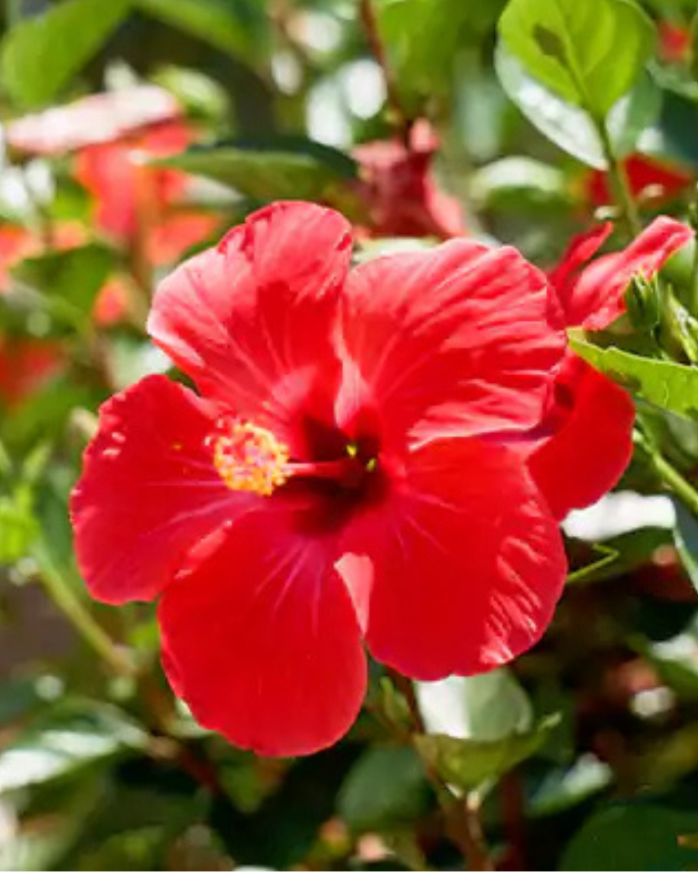 Hibiscus Plant, Gudhal Flower, गुड़हल का पौधा, Flowering Plants