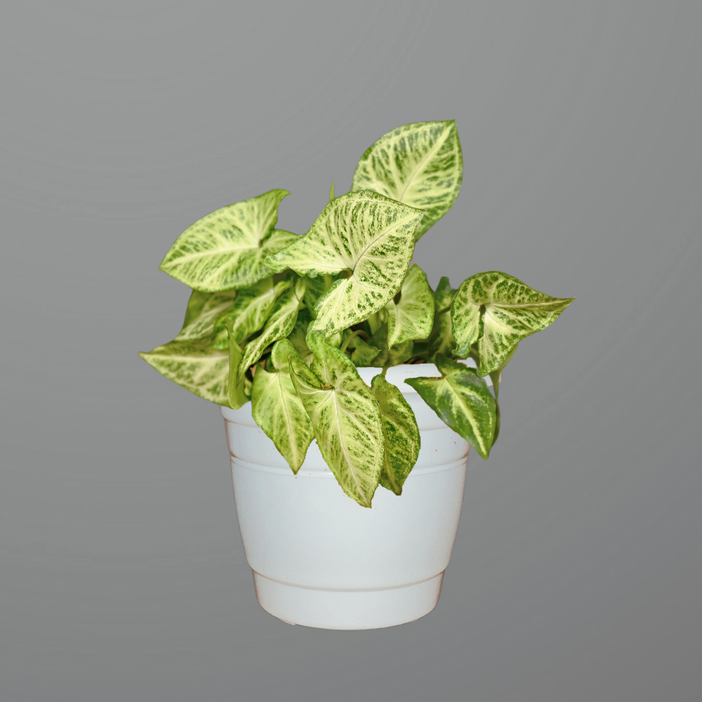 Syngonium Pixie Plant - Perfect Indoor Decorative Plant