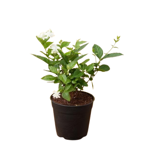 Buy Royal Jasmine Plant Online - चमेली का पौधा
