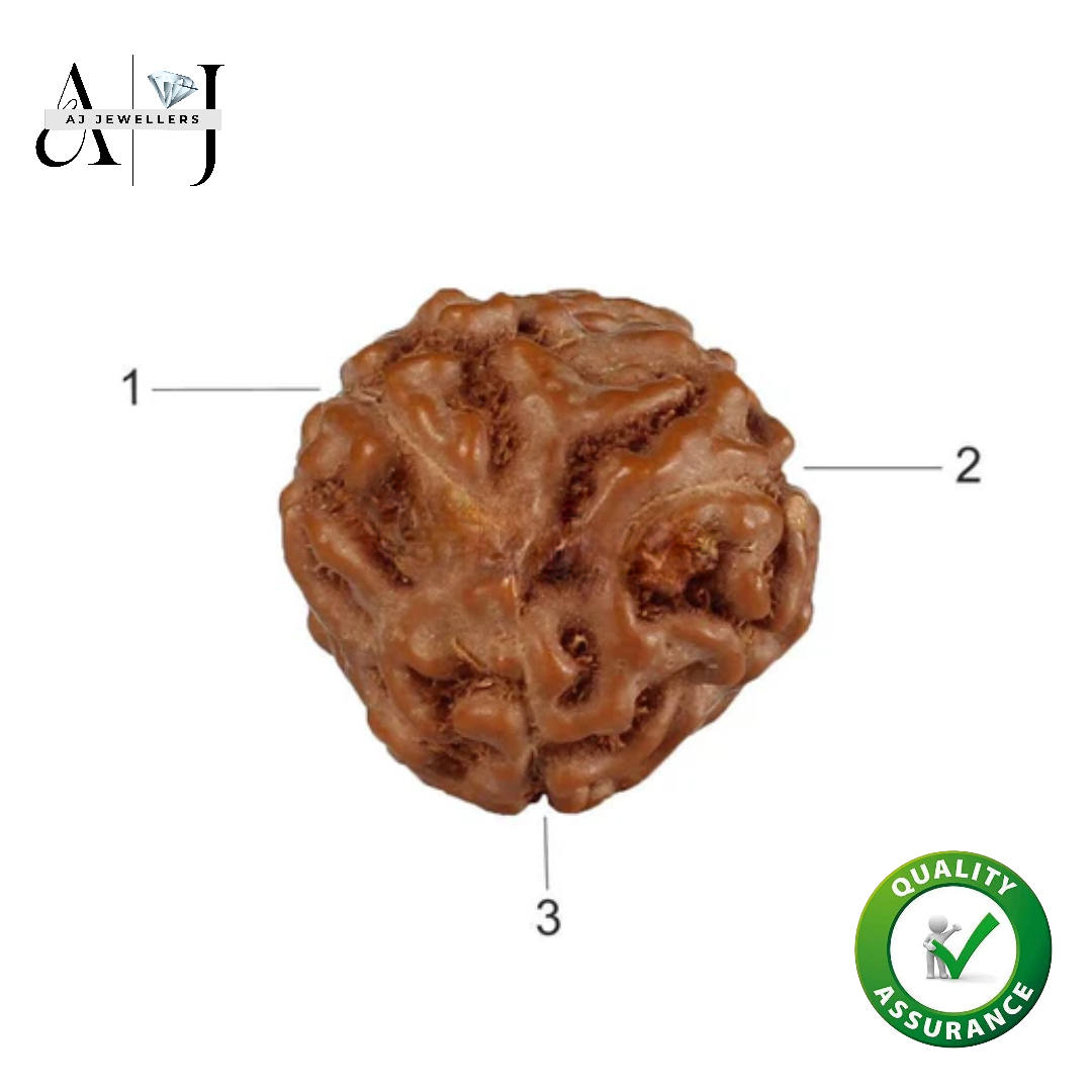 RUDRAKSHA (3 Mukhi) Java Rudraksha - Lab Certified Rudraksha AAA++ ...