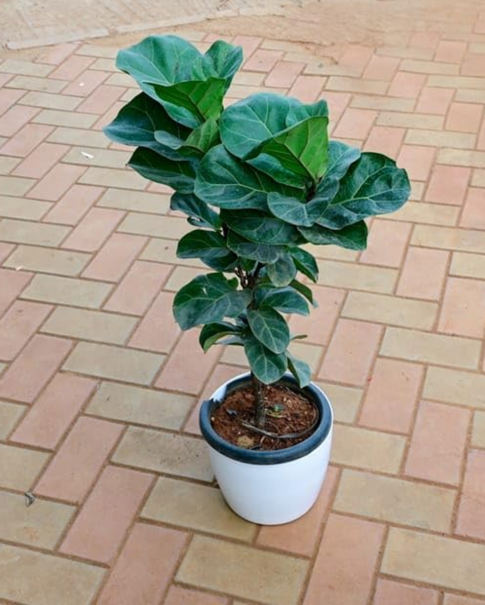 Fiddle Leaf Fig Plant Online in Delhi at Best Price with Home Delivery