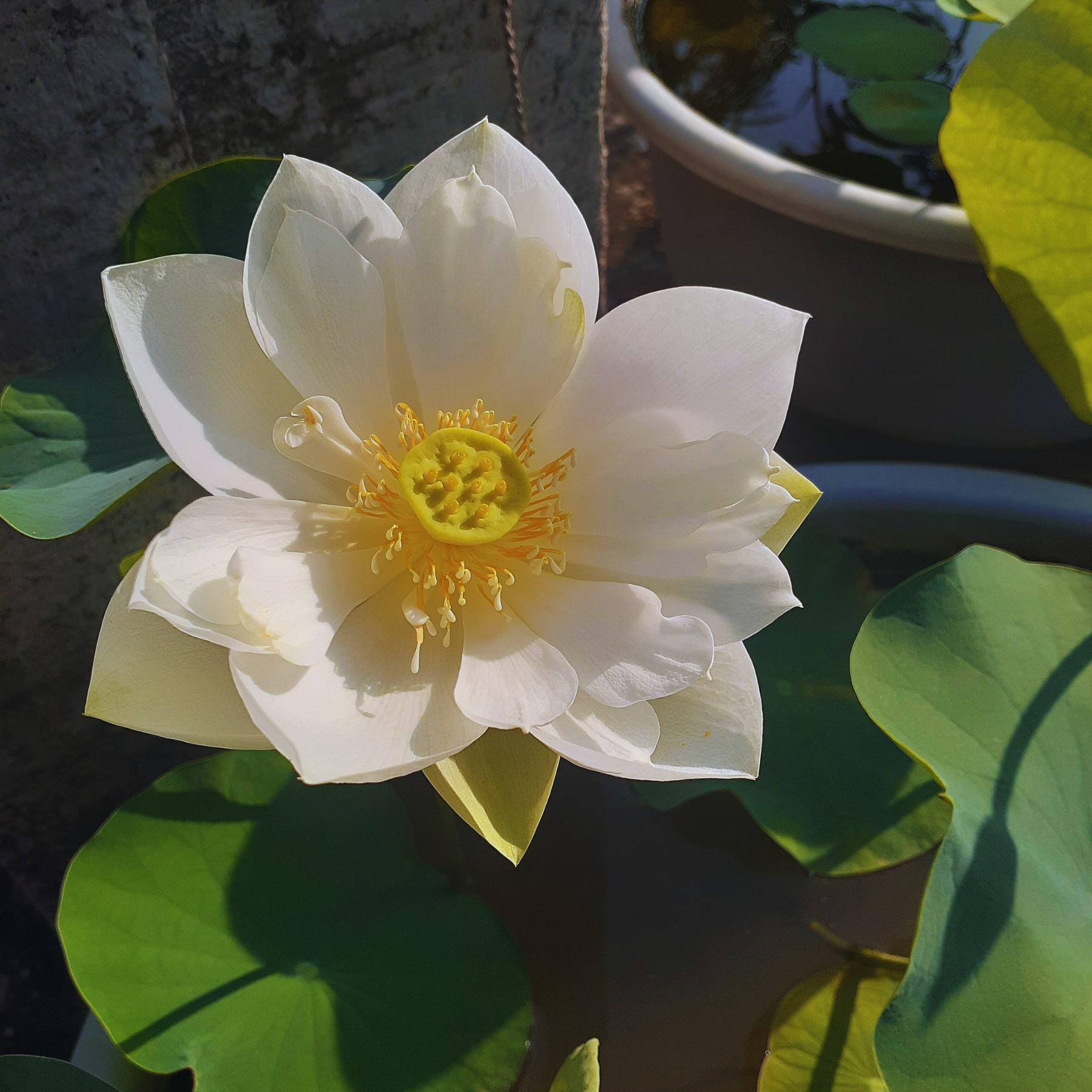 White Puff Lotus - Koushik Nursery