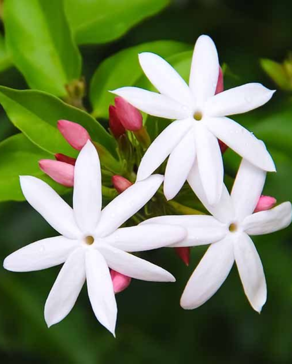 Buy Jasmine Plants Online at Best Price with Home Delivery