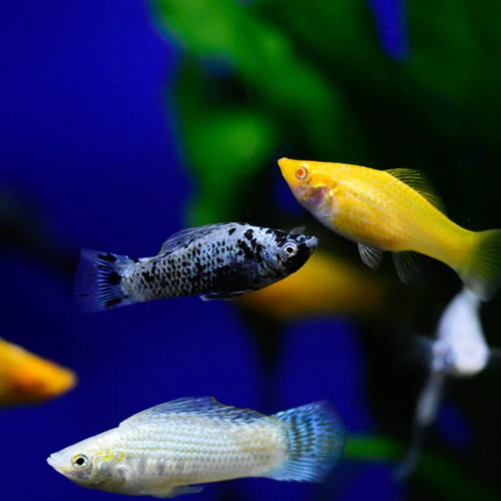 Buy Molly Fish Single in Chennai | Healthy & Colorful Aquarium Fish ...