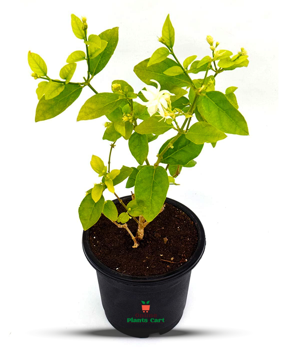 Buy Mogra (Arabian Jasmine) Online with Fast Home Delivery