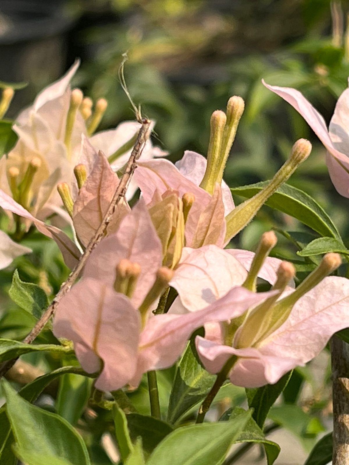 Ahimsa by Amitav Mukherjee - Premium Plant Collection