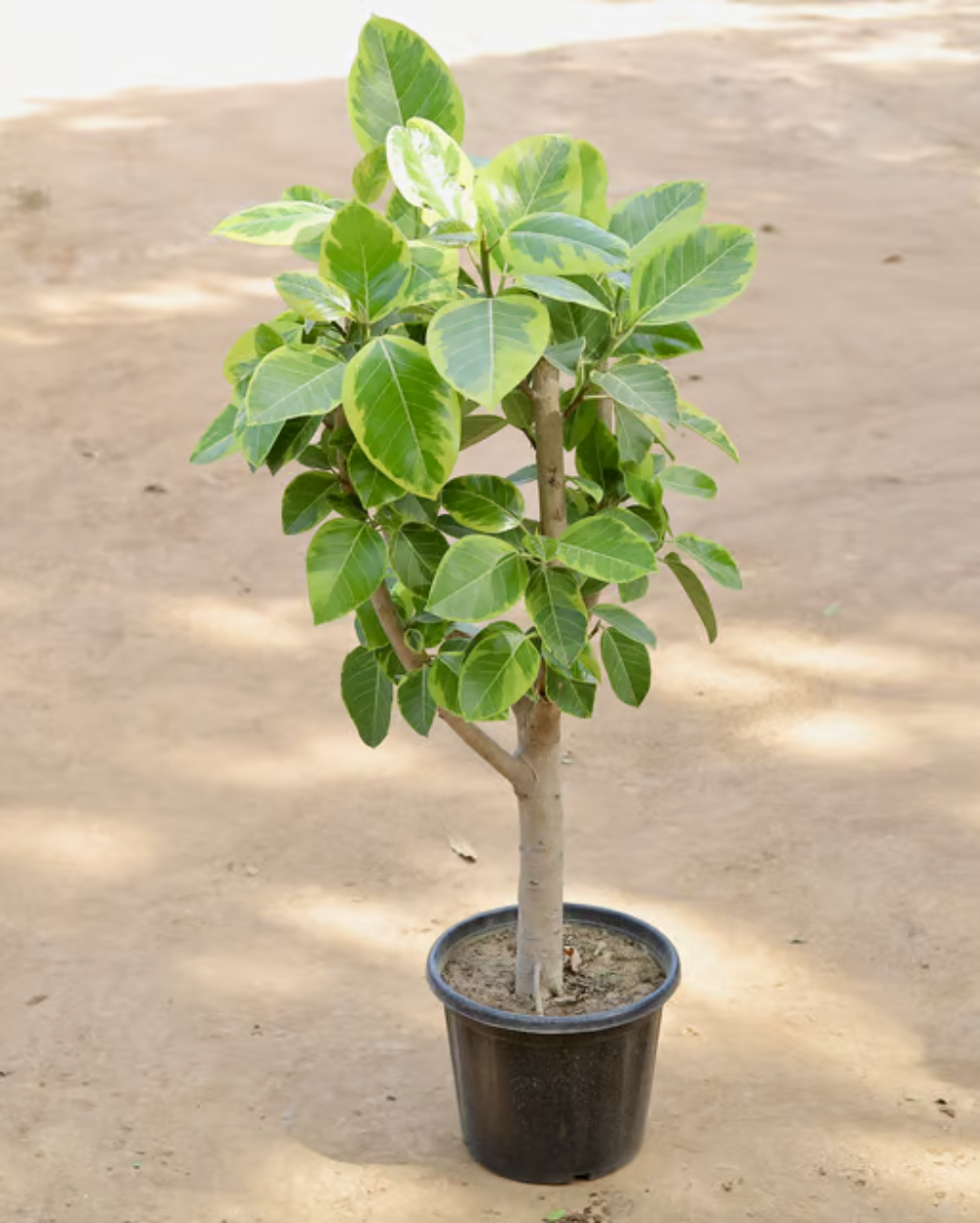 Variegated Banyan Plant, वट वृक्ष का पौधा, Ficus Benghalensis Variegata ...