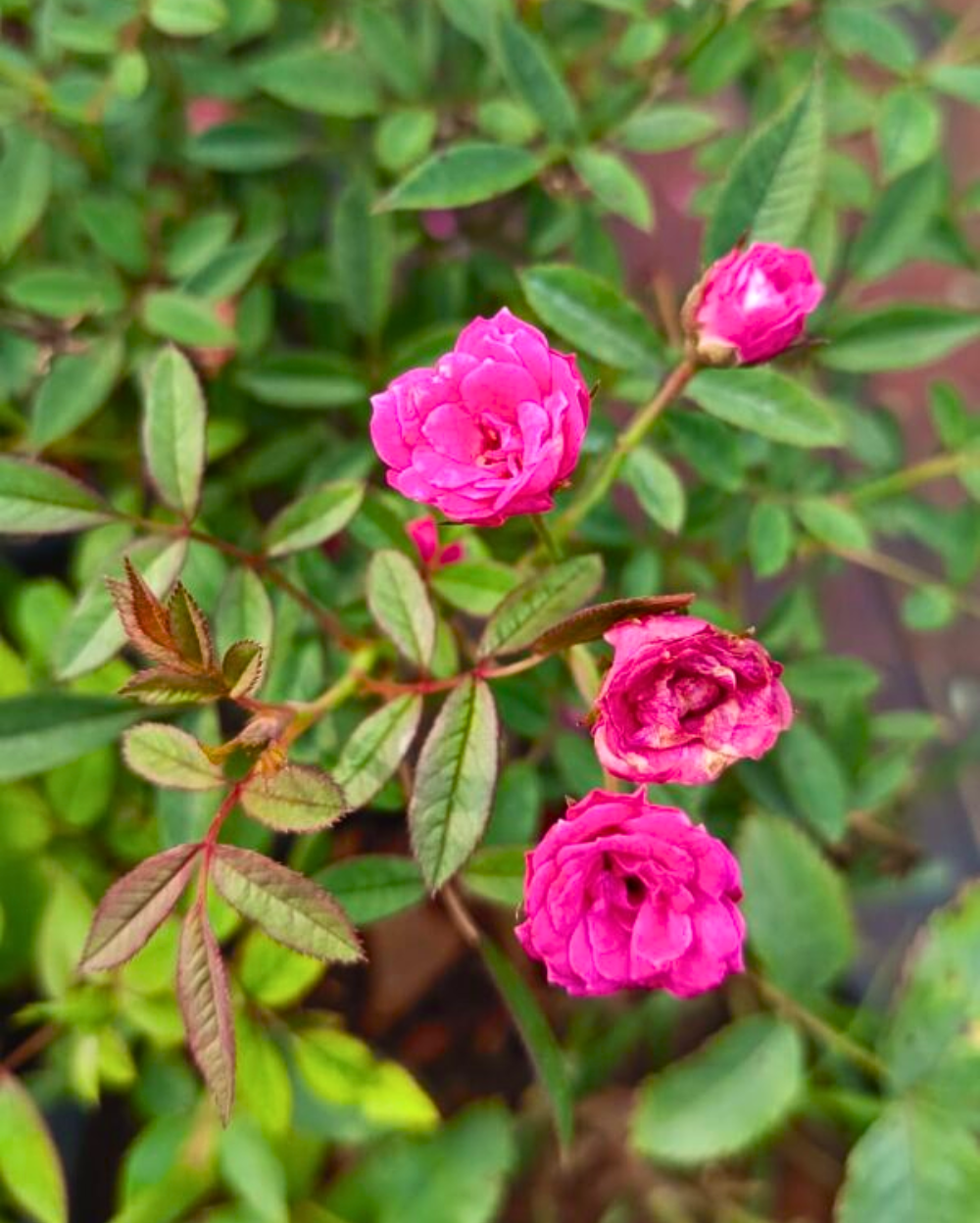 Small Pink Rose Flower Plant - Pink Butterfly Rose Mother Plant