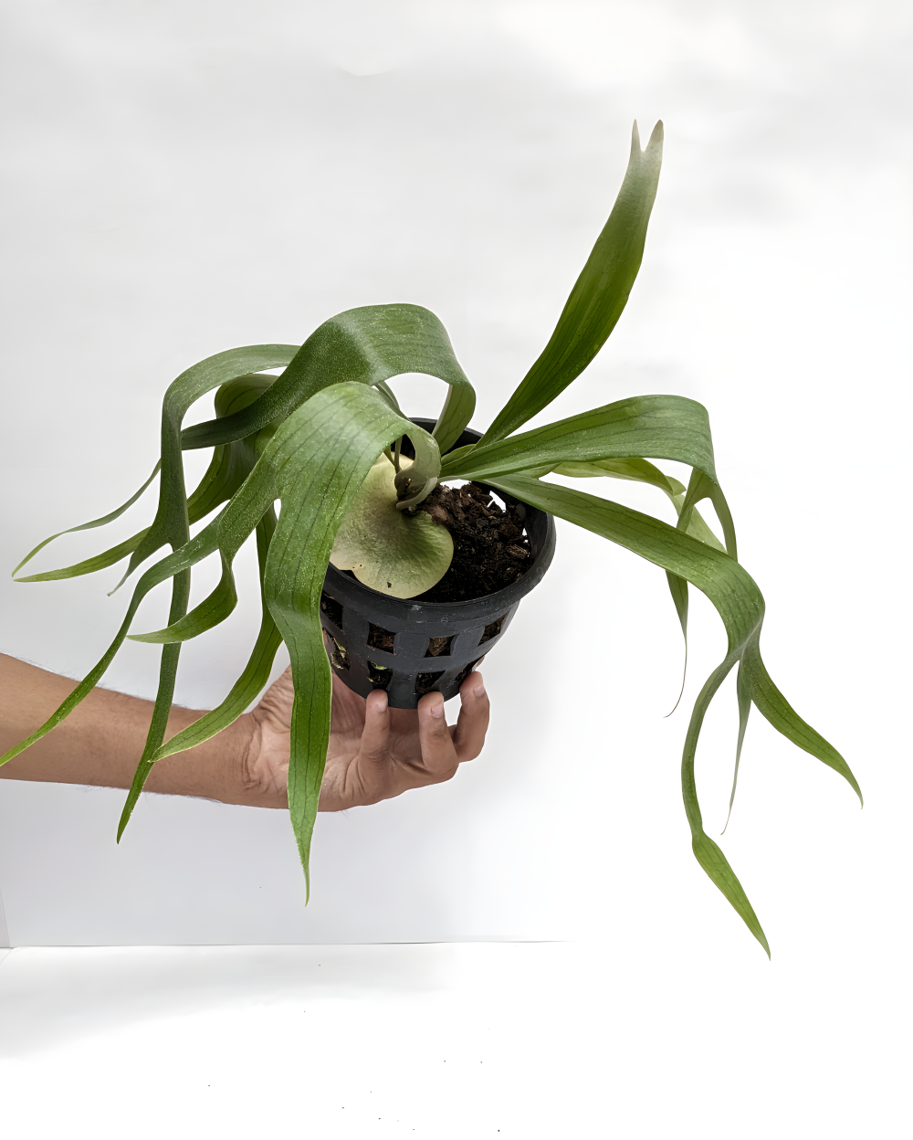 Staghorn Ferns - Divine Blossoms Orchid Boutique