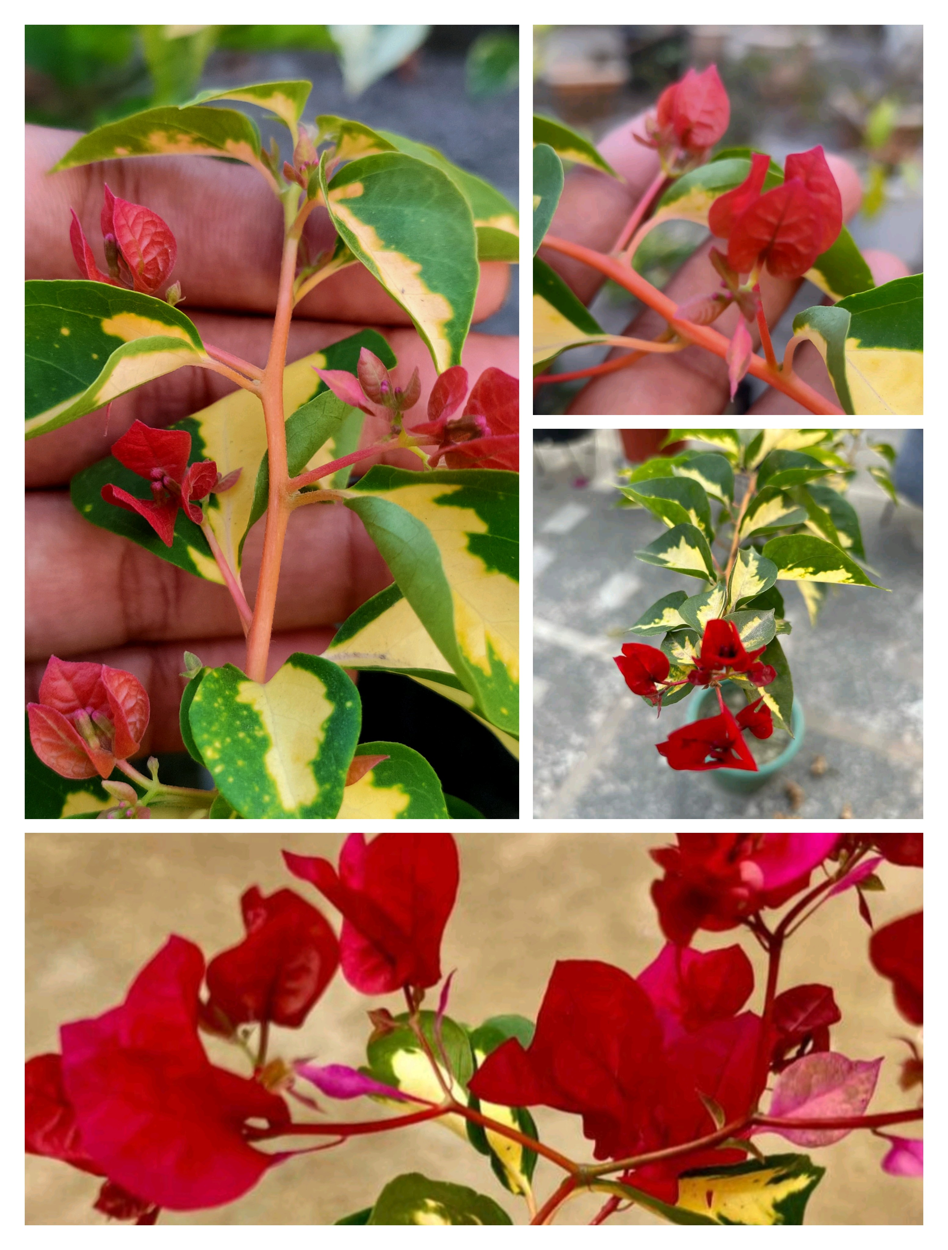 THIMMA RED CHAINA (GRAFTED) - Go Green