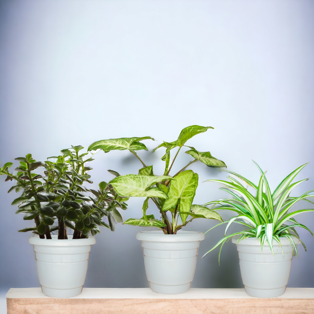 Indoor Combo: Syngonium Pixie, Spider & Jade Plants