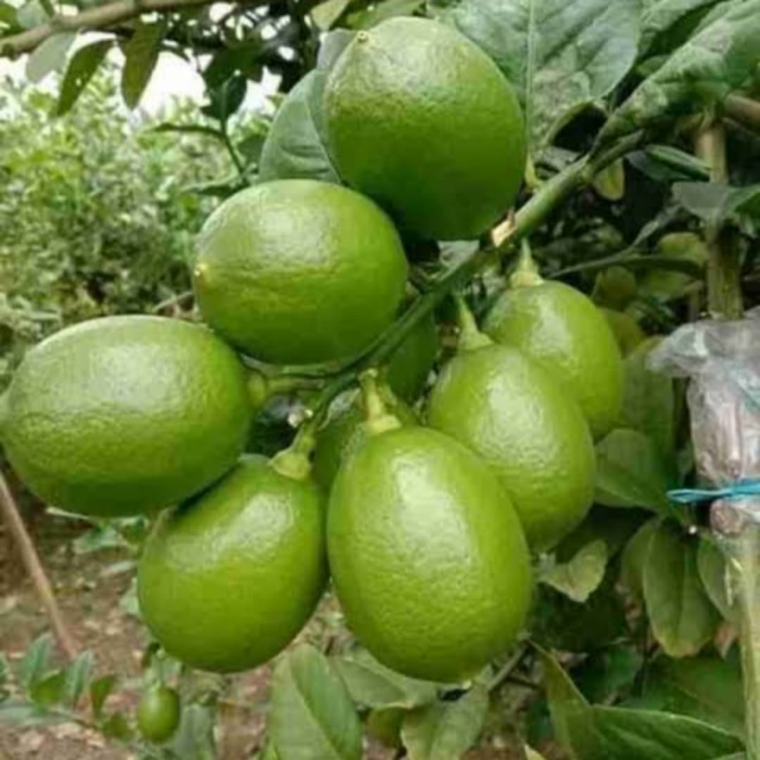 kagaji Lemon - Go Green