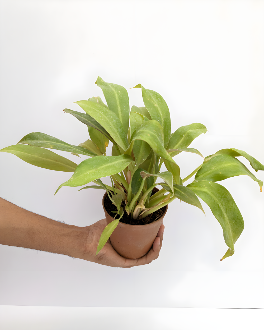 Indoor Plant Philodendron Little Phil - Divine Blossoms Orchid Boutique