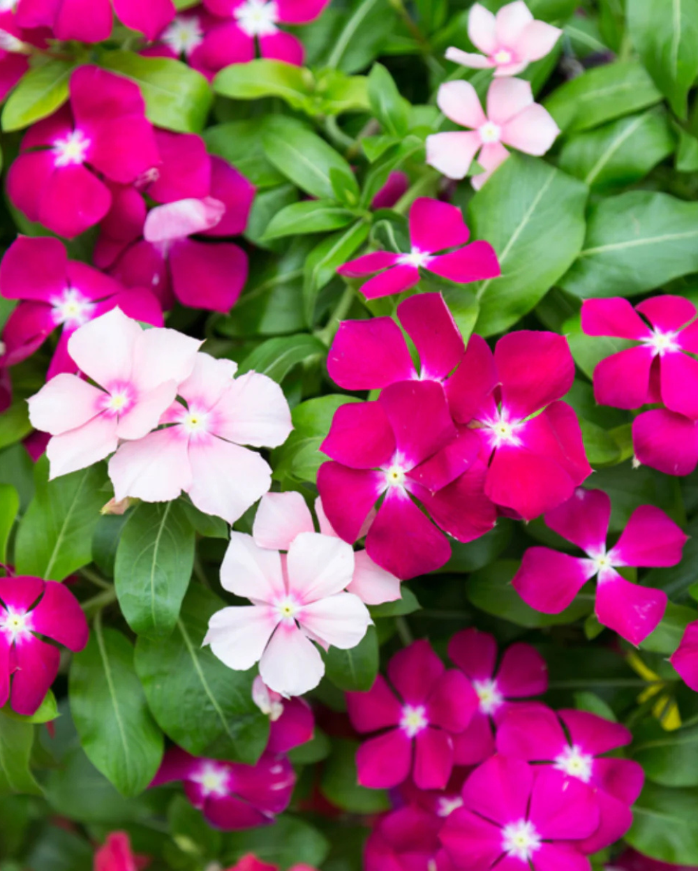 Vinca Plant, Periwinkle Flower (Any Color), Nayantara, विंका सदाबहार ...