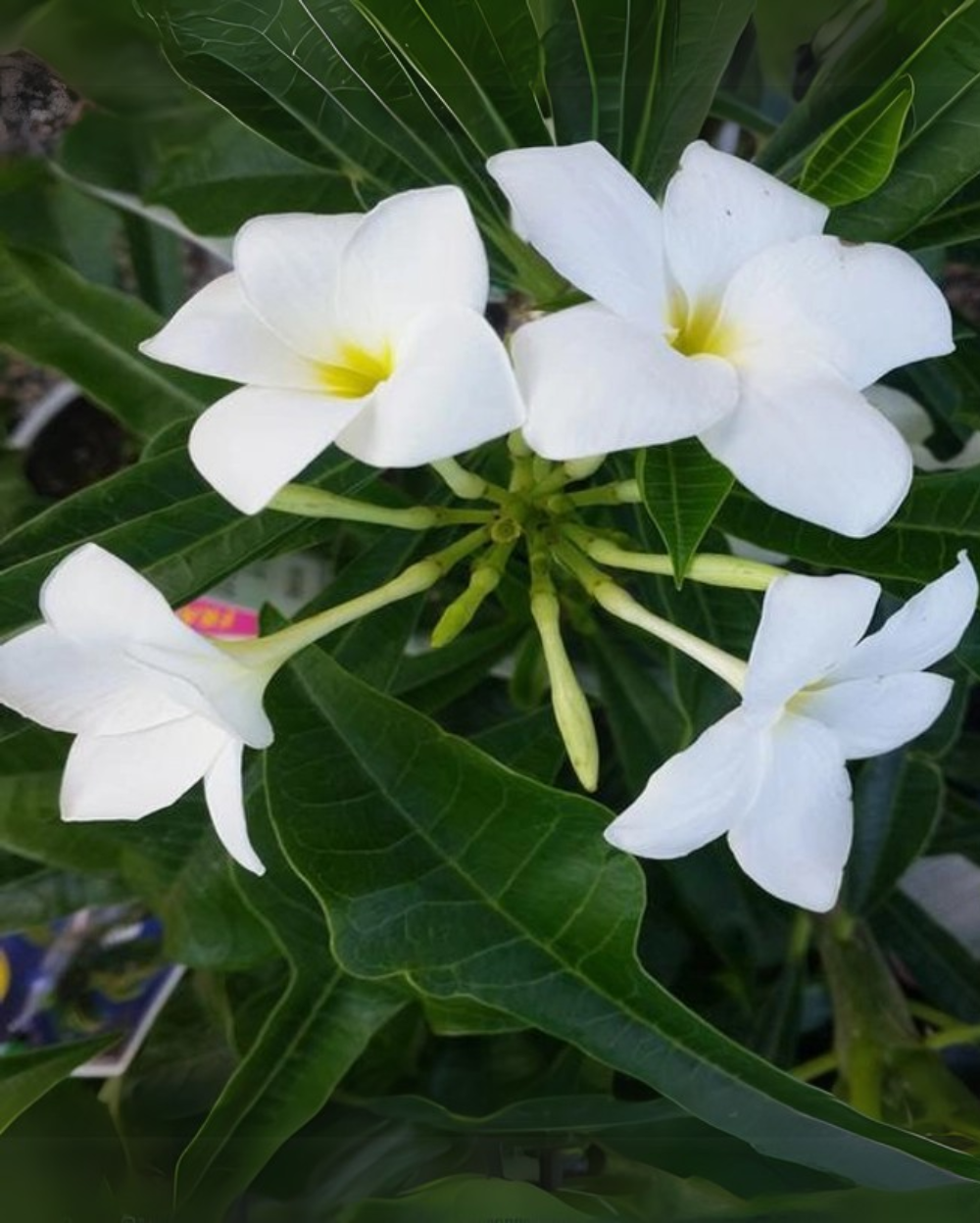 Buy White Plumeria (Champa) Plant Online at Best Price in India
