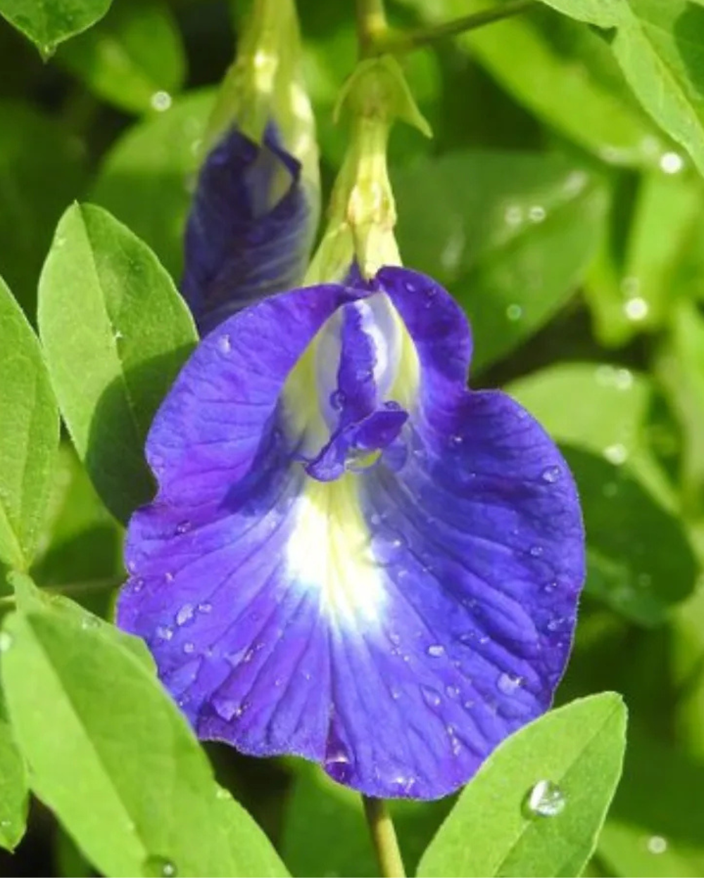 Aparajita Plant, Shankhpushpi Plant, अपराजिता का पौधा, Neelkanth Flower ...