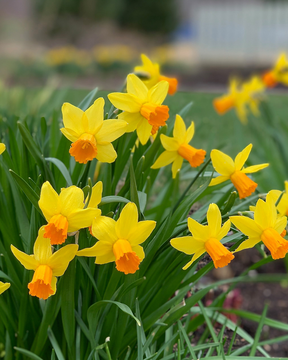 Daffodil Plant, Nargis Flower Plant, नर्गिस का पौधा, Winter Flowering ...