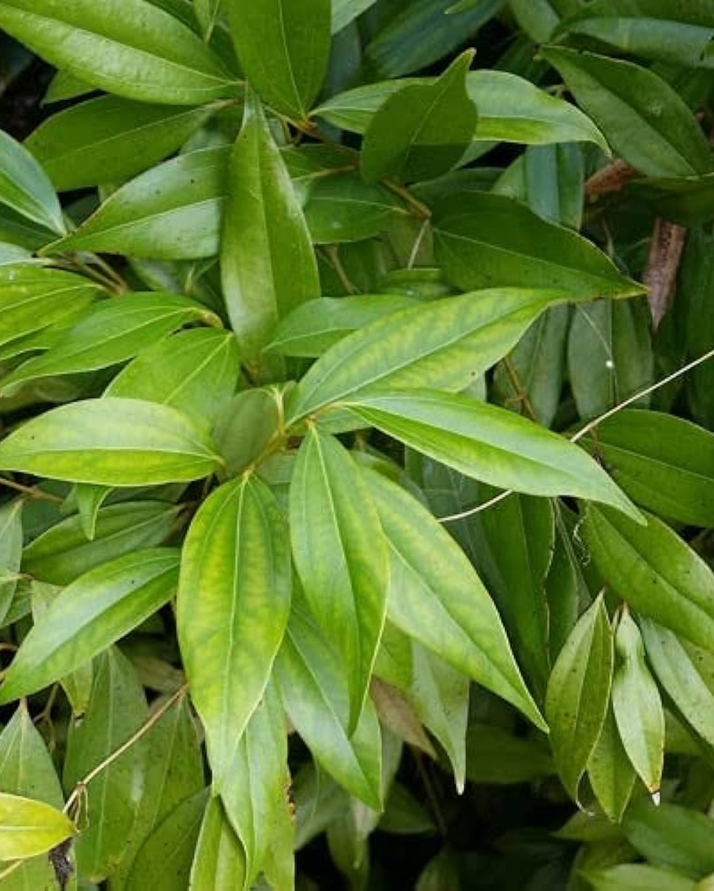 Buy Tej Patta Online | Spice Plant in Delhi | Indian Bay Leaf Plant