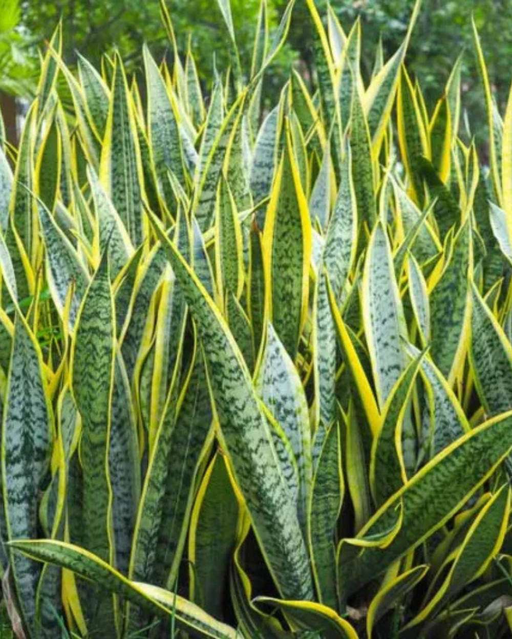 Snake Plant (Sansevieria trifasciata) Online with Home Delivery