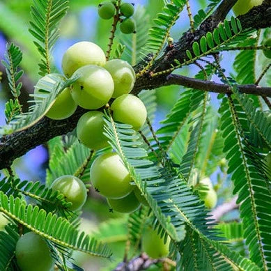 Buy Amla Plant Online | Shop Indian Gooseberry Tree In Delhi