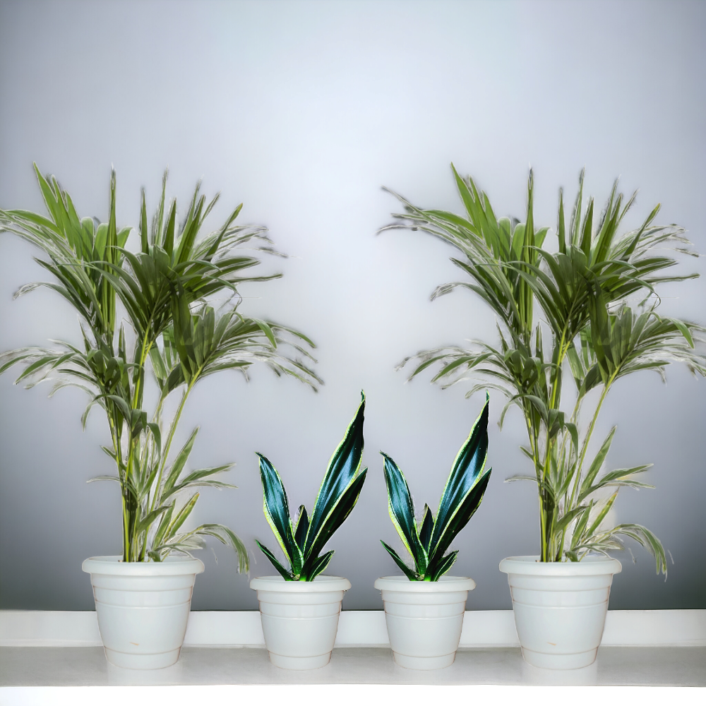 Indoor Urban Oasis Combo: Snake Plant & Areca Palm - Agridise