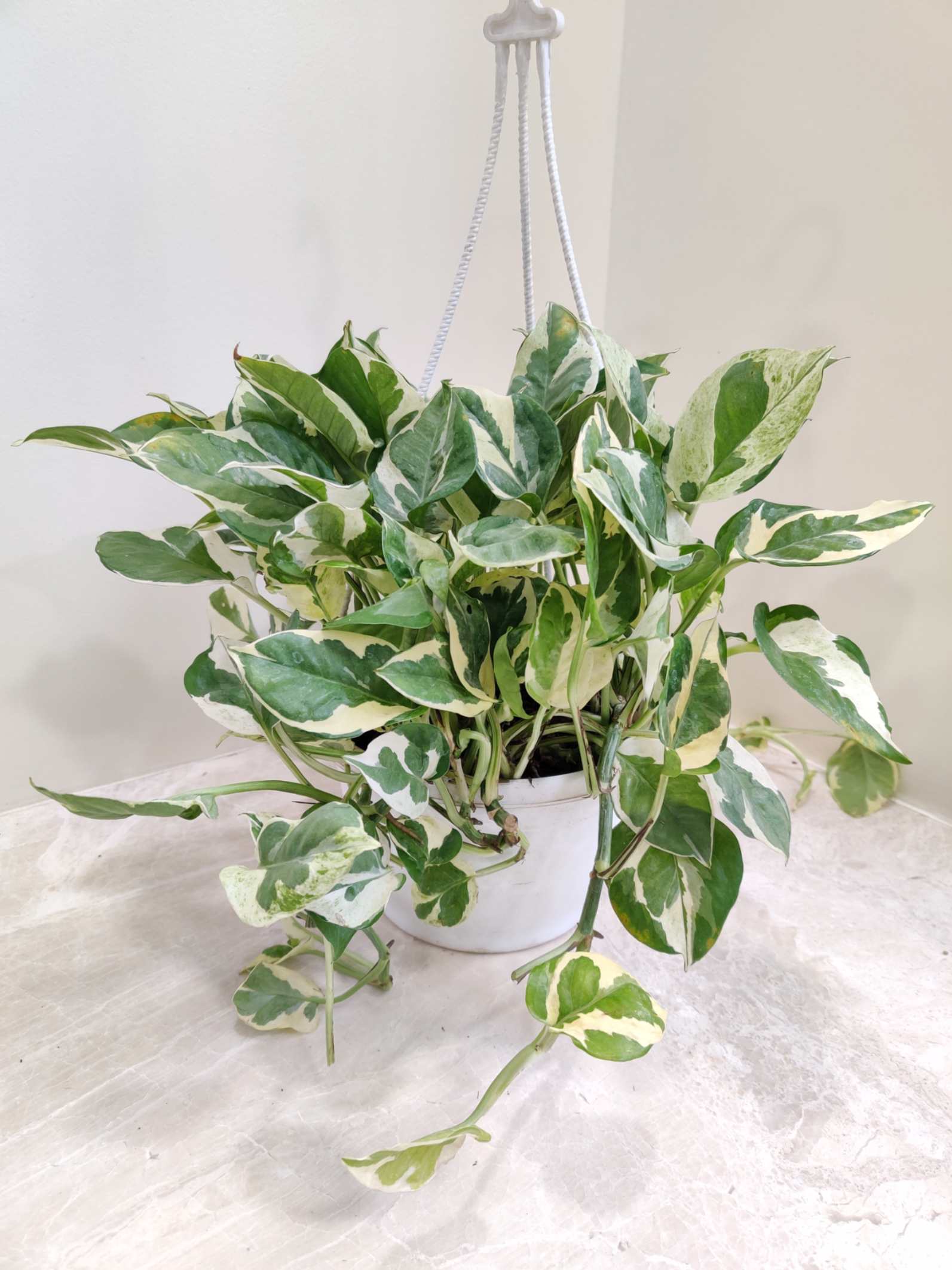 Marbel Pathos Hanging - Go Green