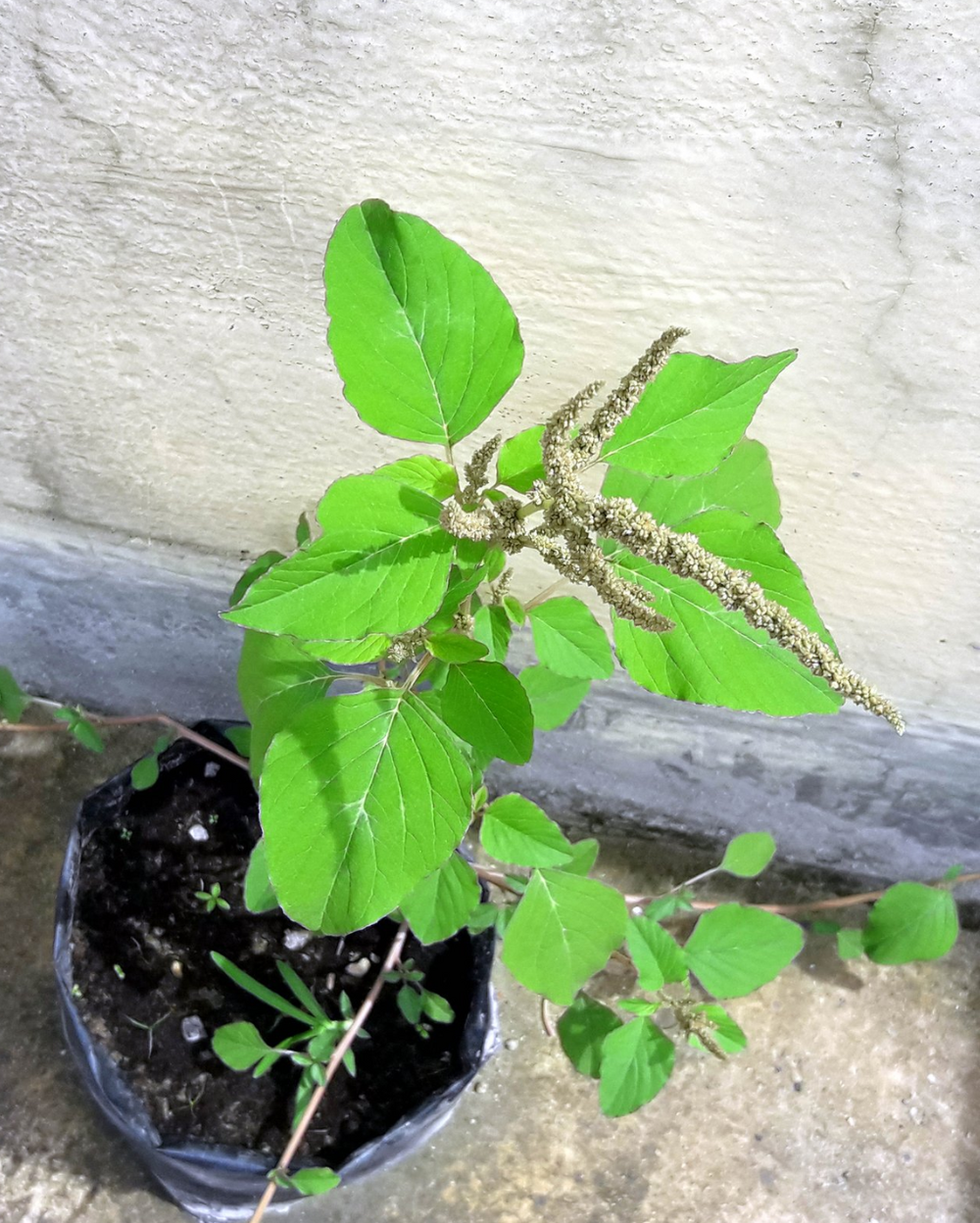 African Basil, Ban Tulsi, Van Tulsi Tree, Vrinda Tulsi, Black Tulsi ...