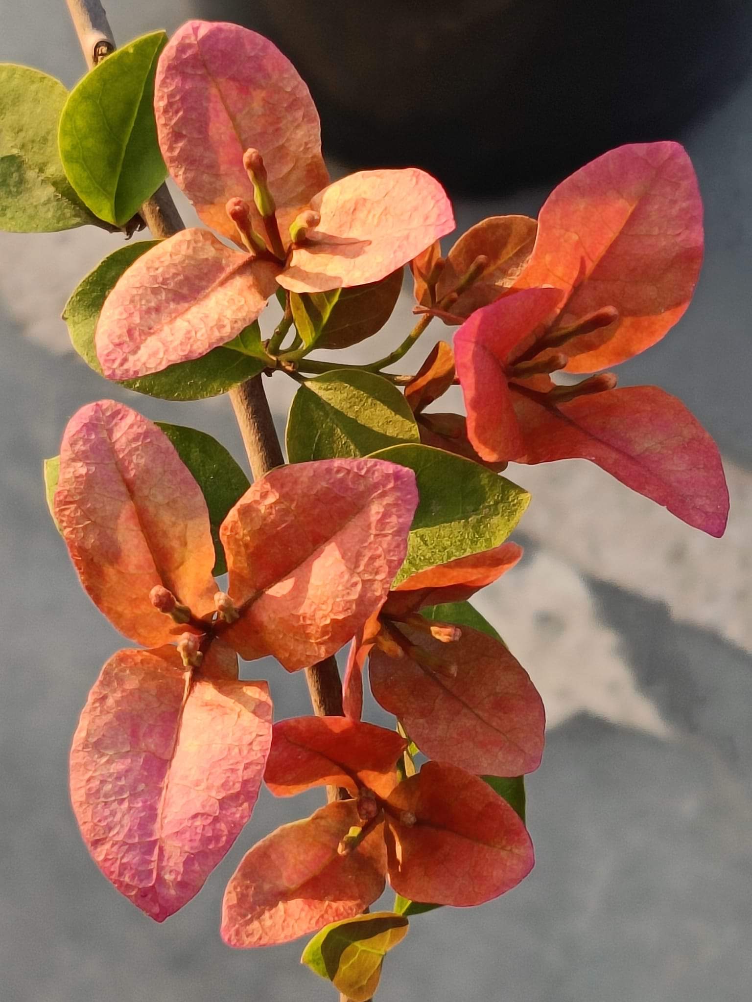 Pink Alora (Grafted) - Go Green